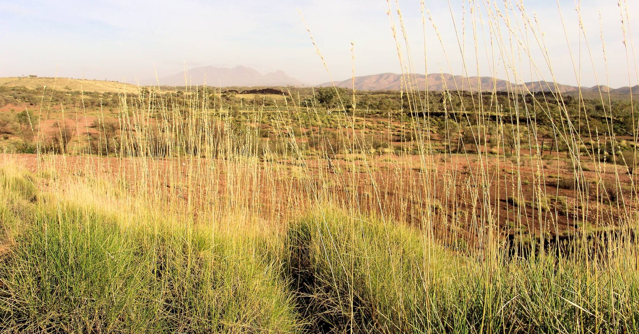 Spinifex – Ausemade