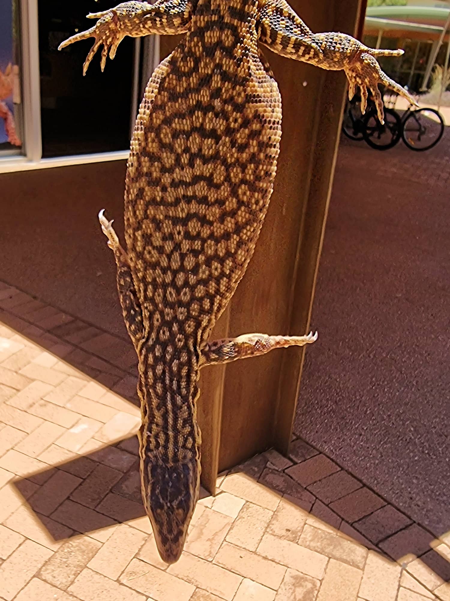 Spiny-tailed Goanna – Ausemade