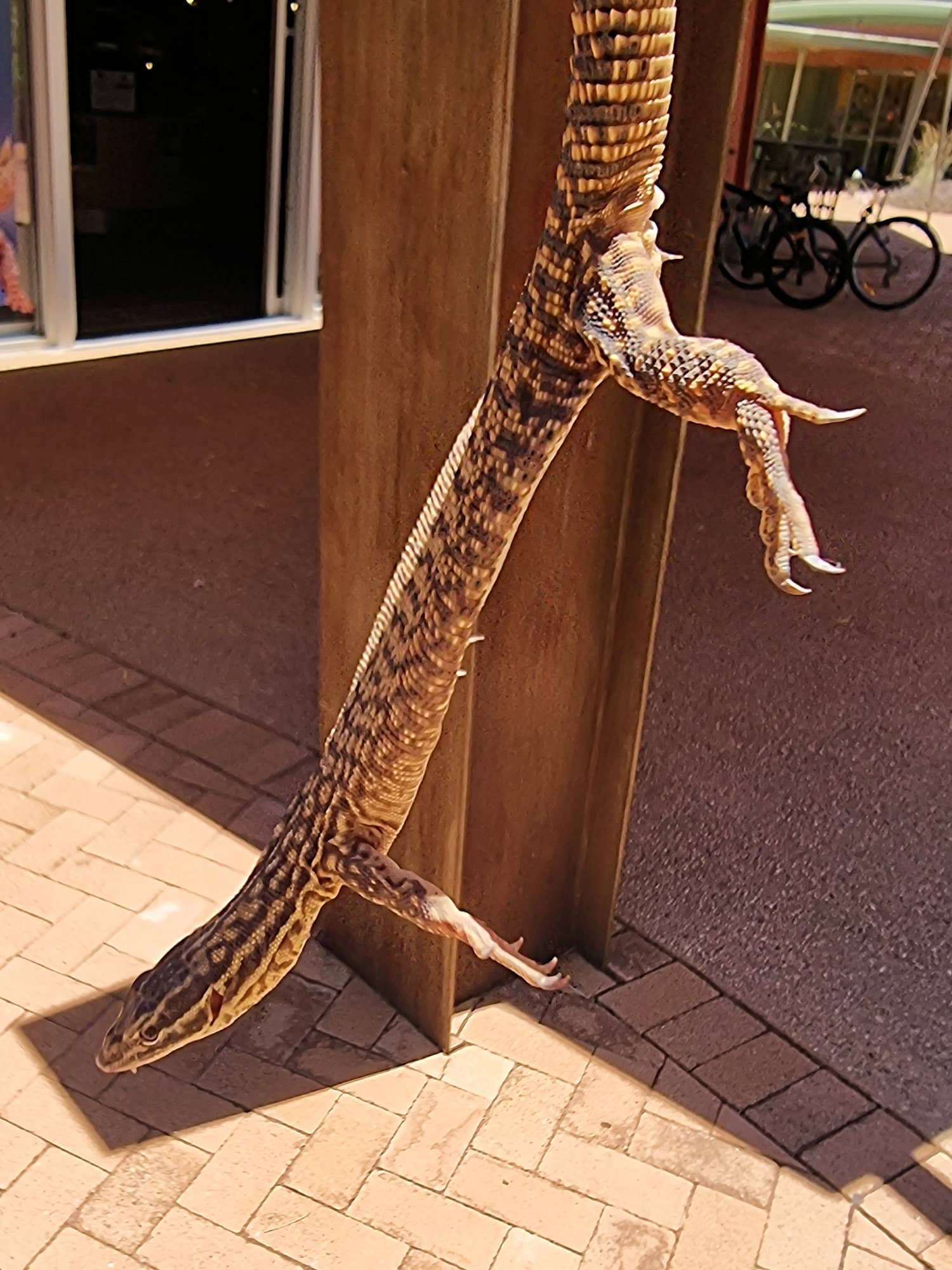 Spiny-tailed Goanna – Ausemade