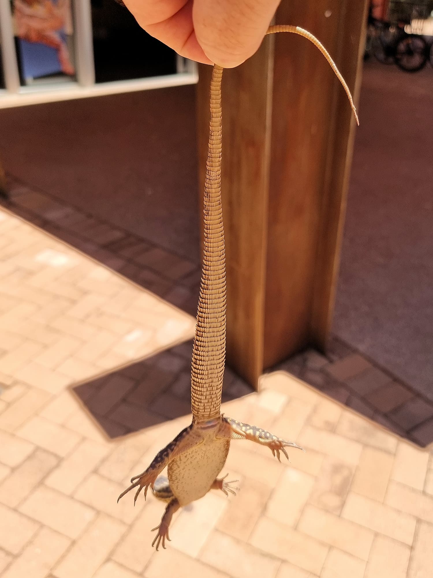 Spiny-tailed Goanna – Ausemade