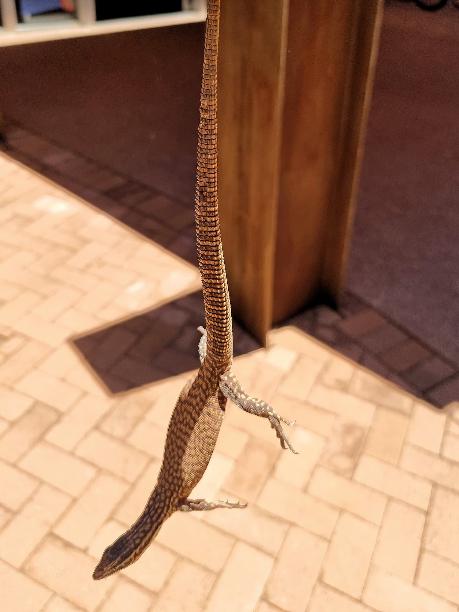 Spiny-tailed Goanna – Ausemade