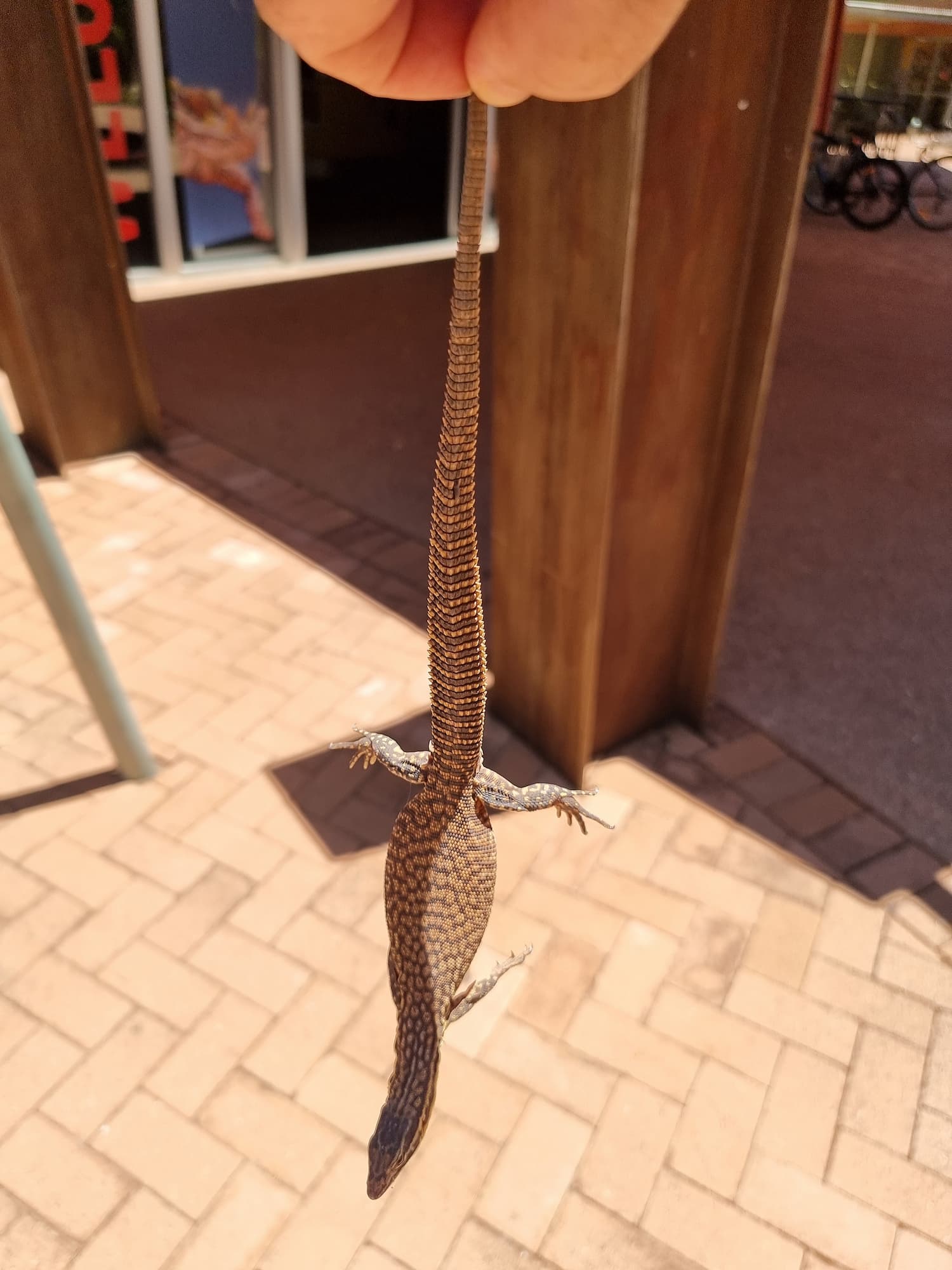 Spiny-tailed Goanna – Ausemade