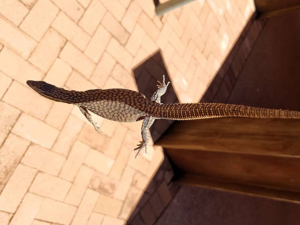 Spiny-tailed Goanna – Ausemade