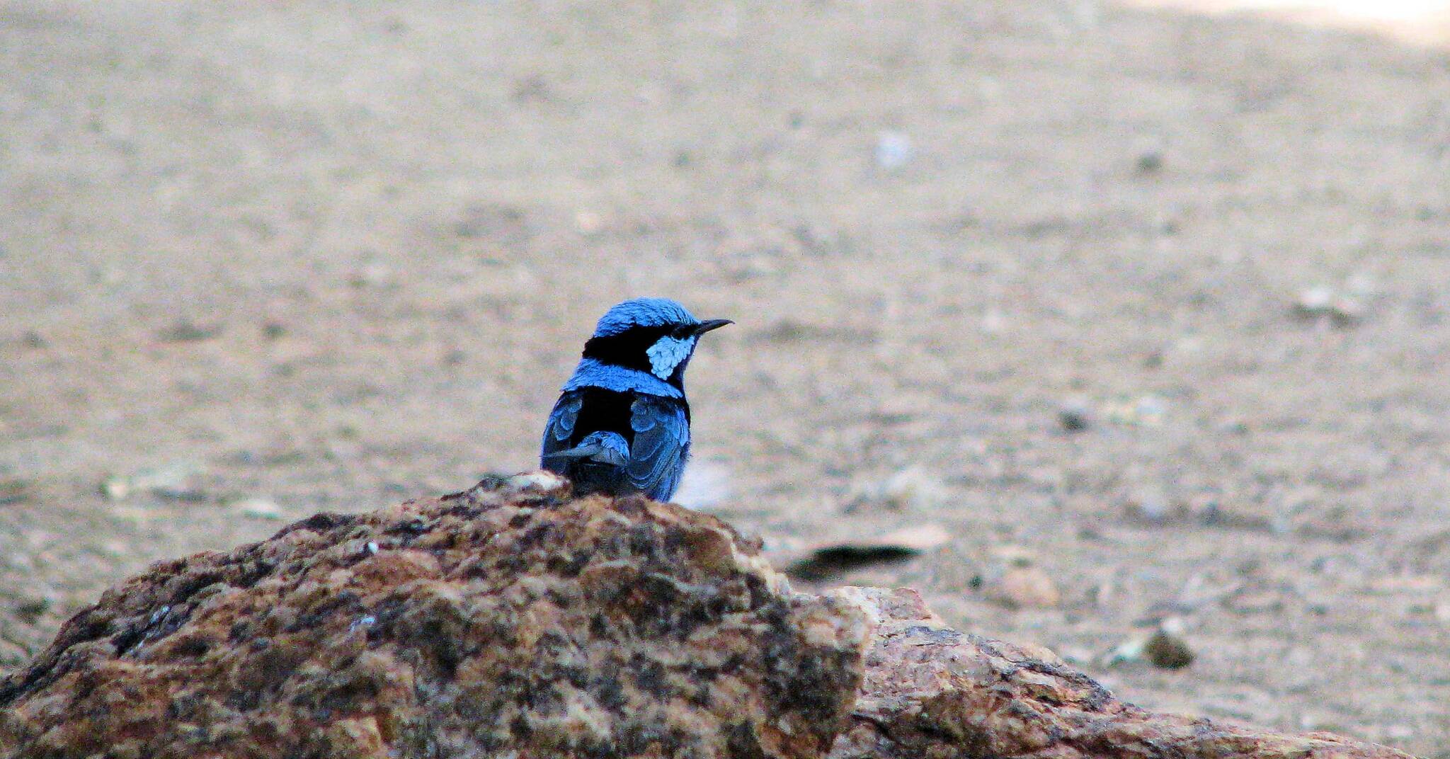 Australasian Wrens Index – Ausemade