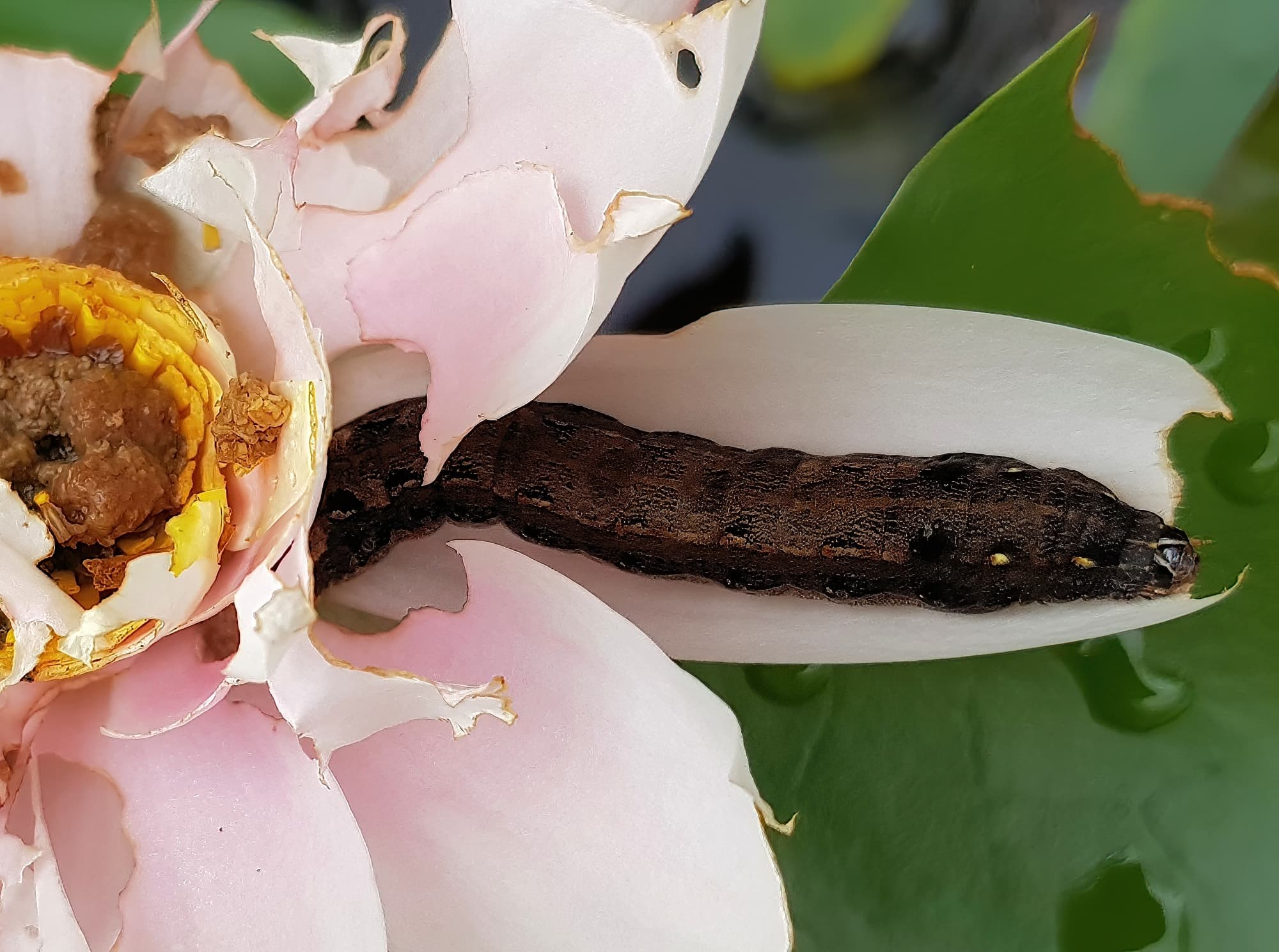 Spodoptera litura – Ausemade