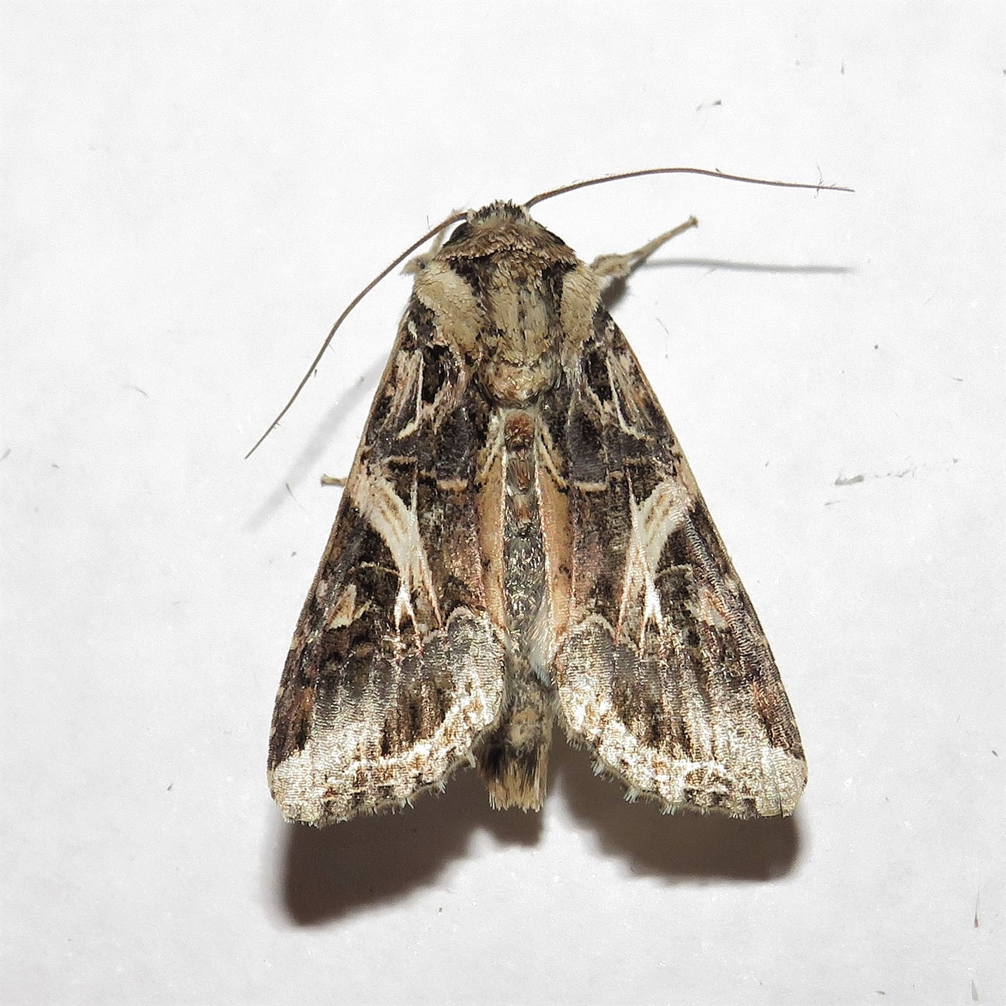 Spodoptera litura – Ausemade
