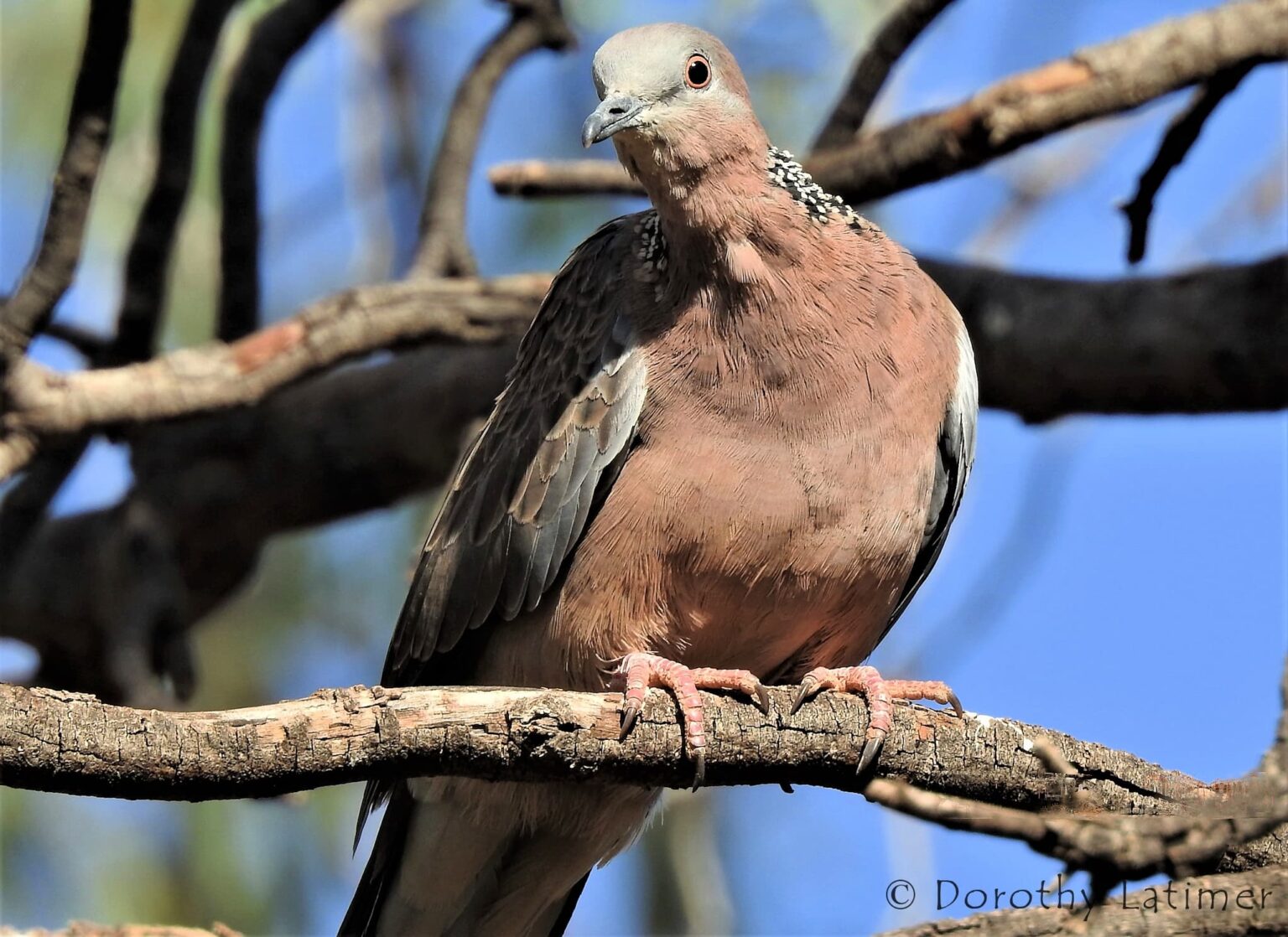 Alice Springs — Spotted Dove – Ausemade
