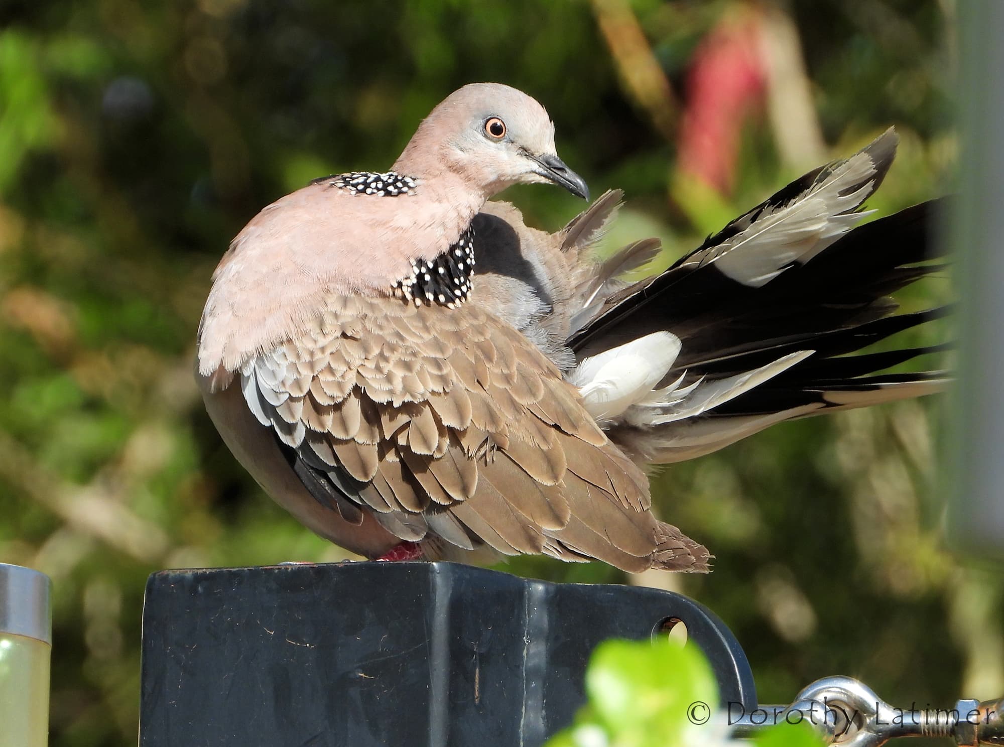 Alice Springs — Spotted Dove – Ausemade