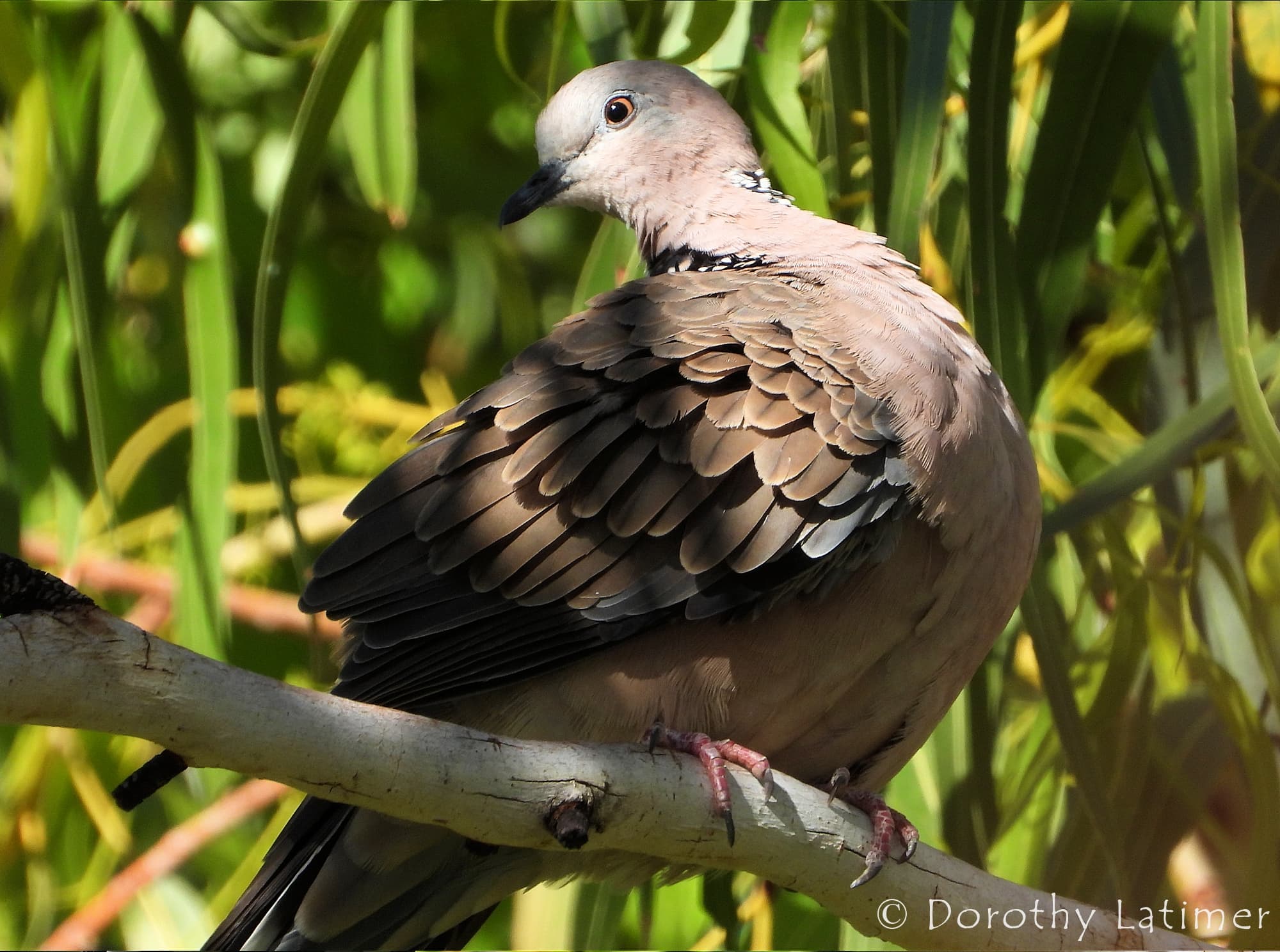 Spotted Dove (Spilopelia chinensis) – Ausemade