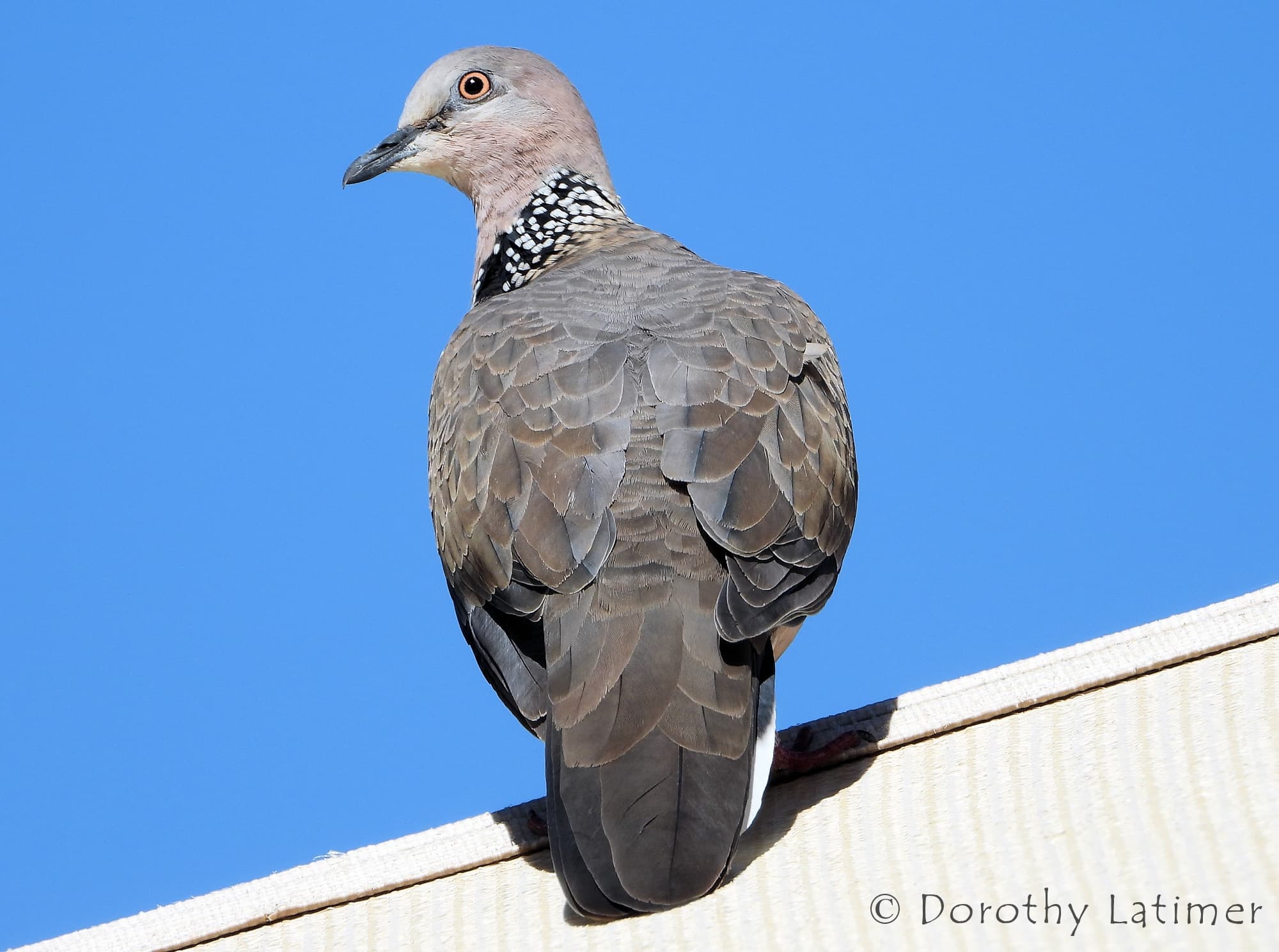 Spotted Dove (Spilopelia chinensis) – Ausemade