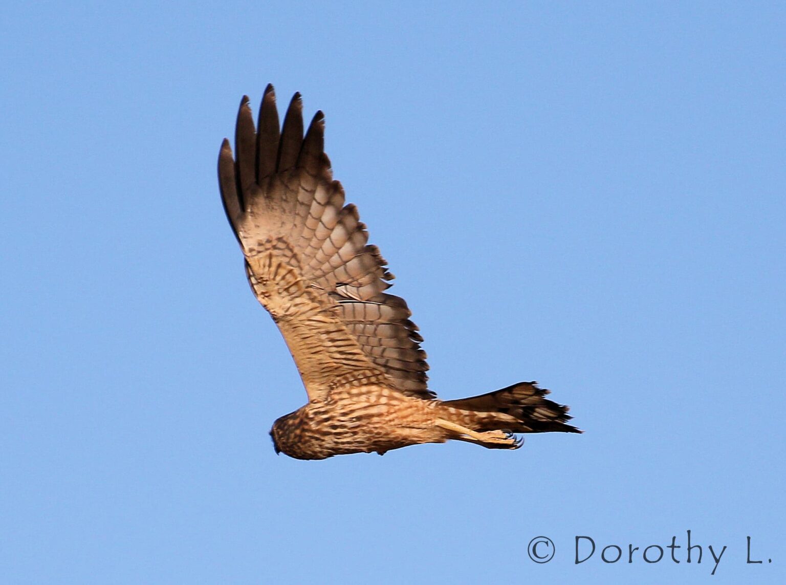 Spotted Harrier – Ausemade