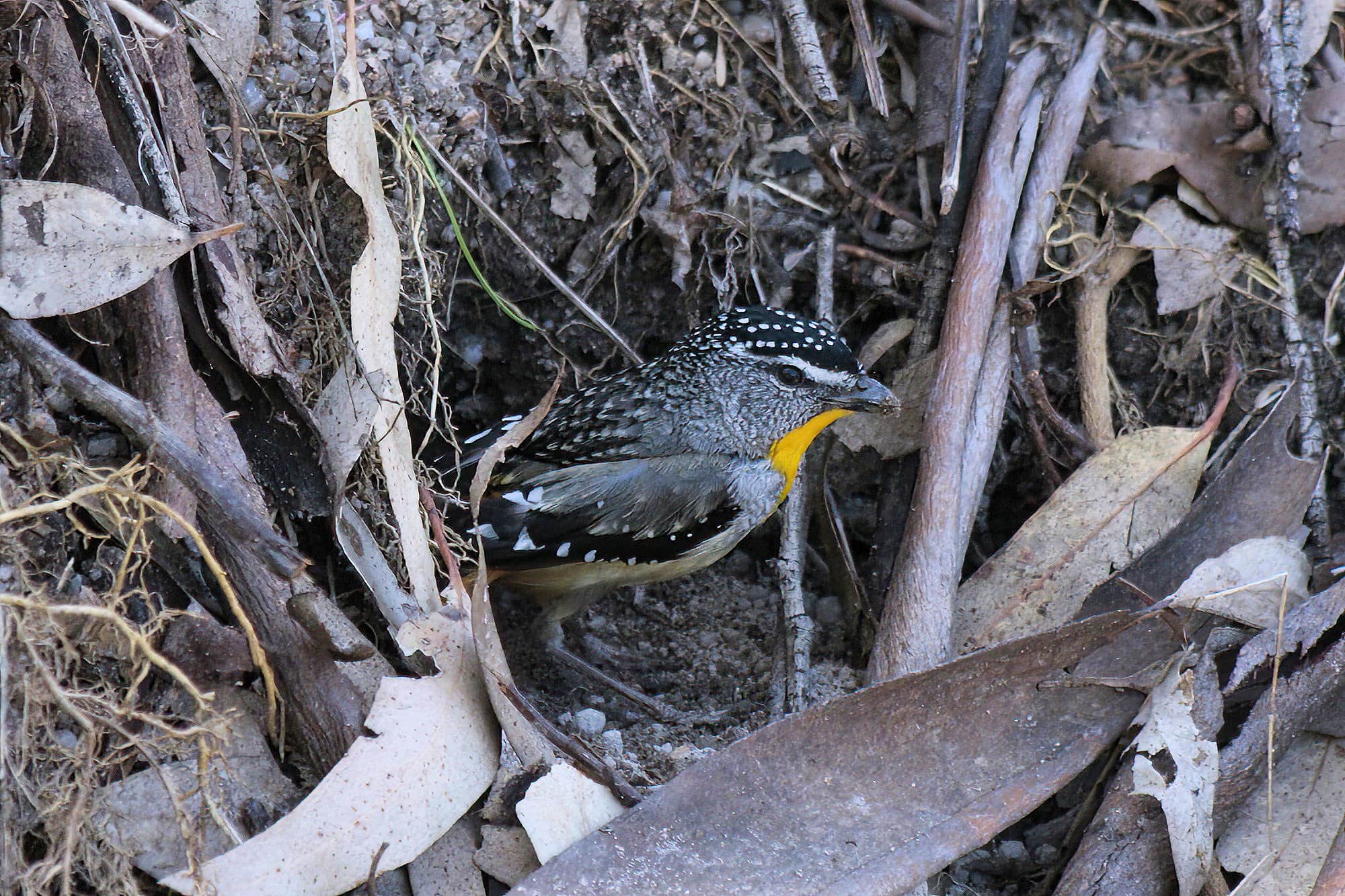 Spotted Pardalote – Ausemade