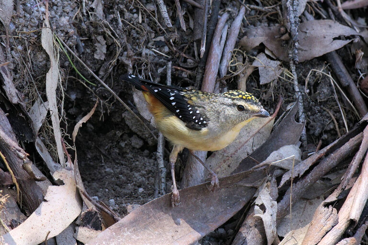 Spotted Pardalote – Ausemade