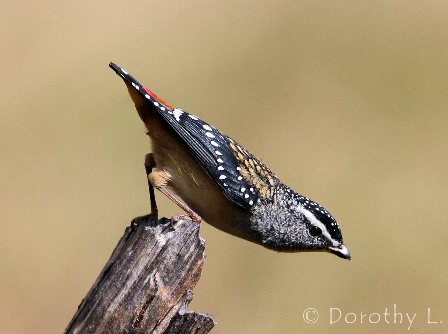 Spotted Pardalote – Ausemade