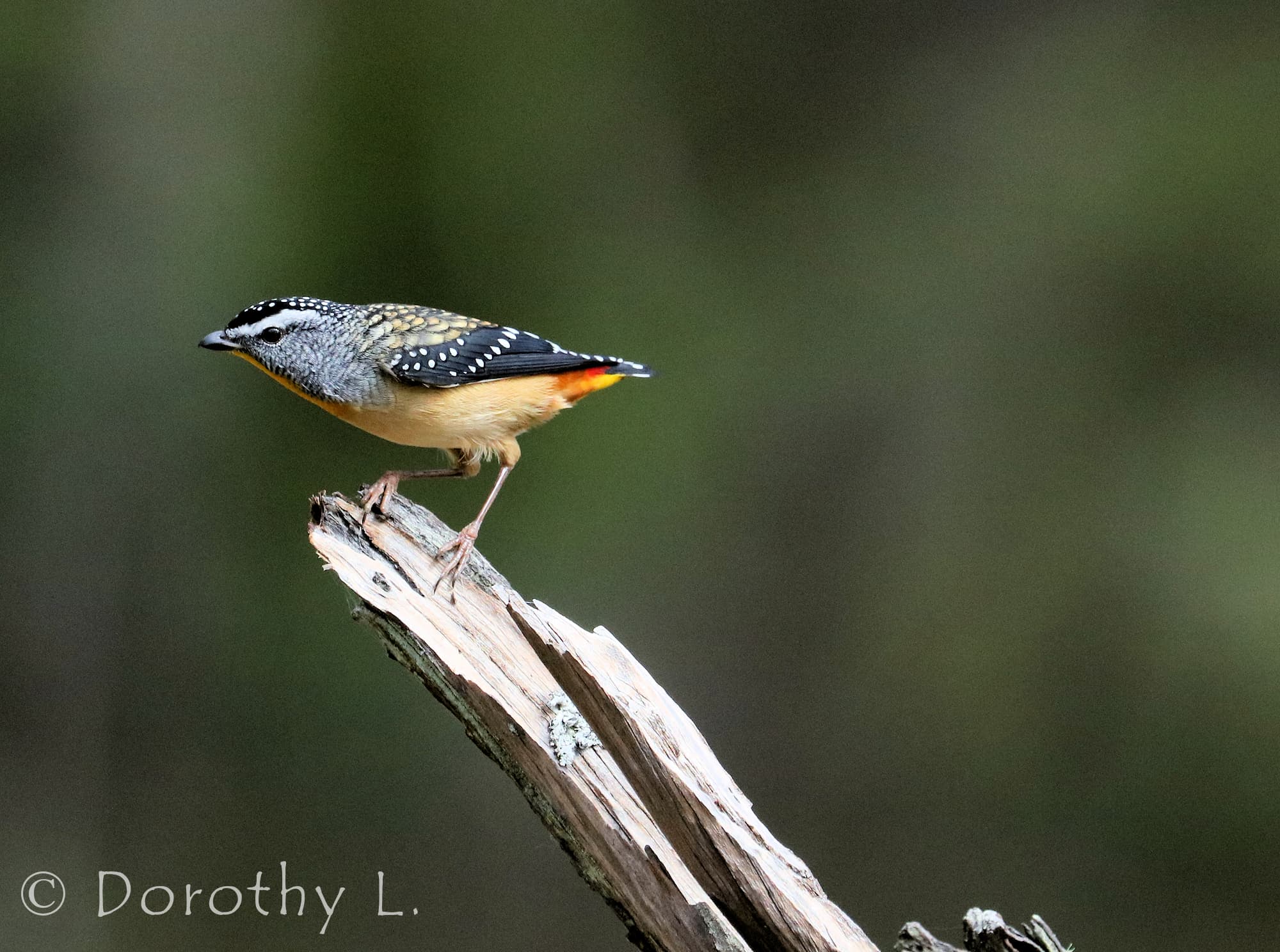 Spotted Pardalote – movement – Ausemade
