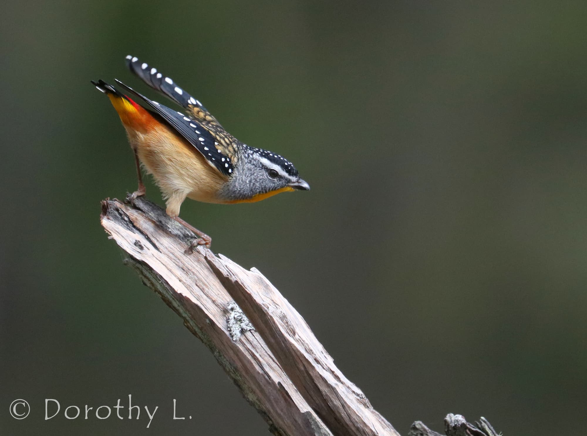 Spotted Pardalote – movement – Ausemade