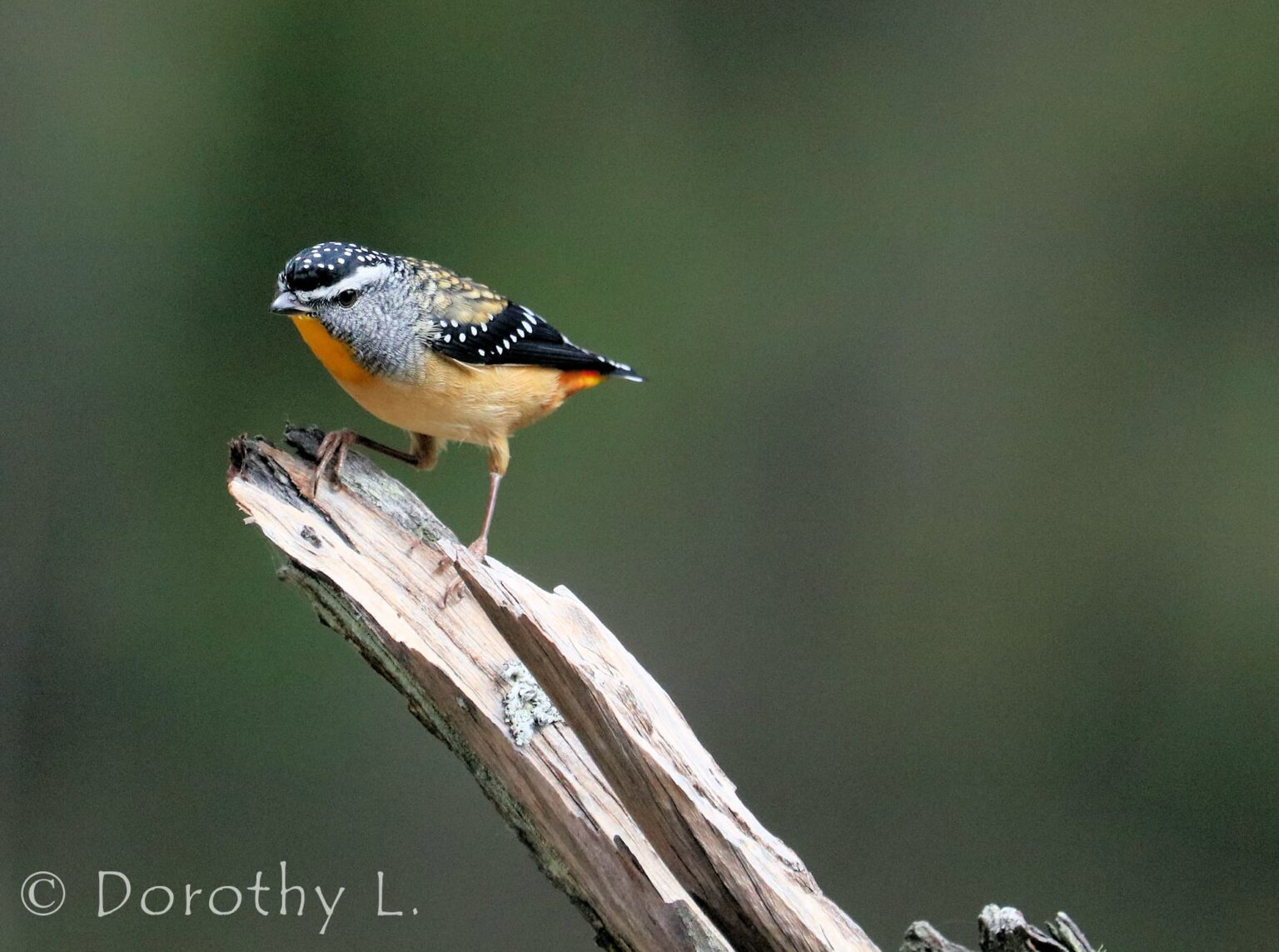 Spotted Pardalote – movement – Ausemade