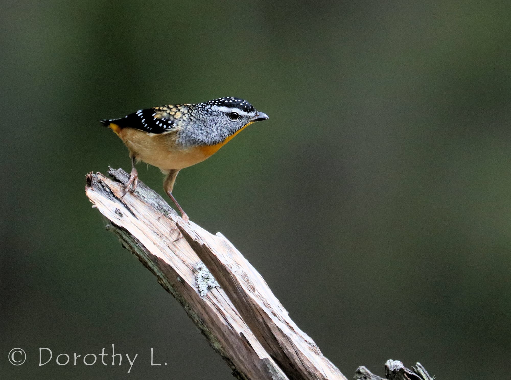 Spotted Pardalote – movement – Ausemade