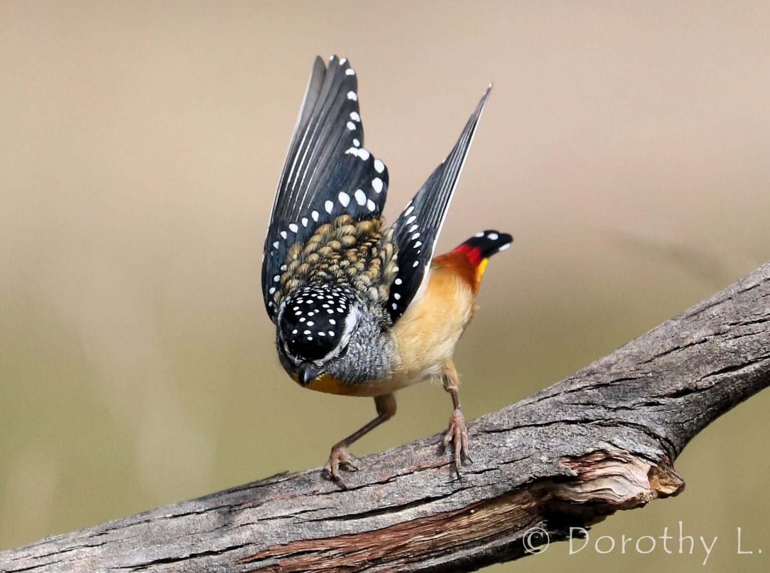 Spotted Pardalote – movement – Ausemade