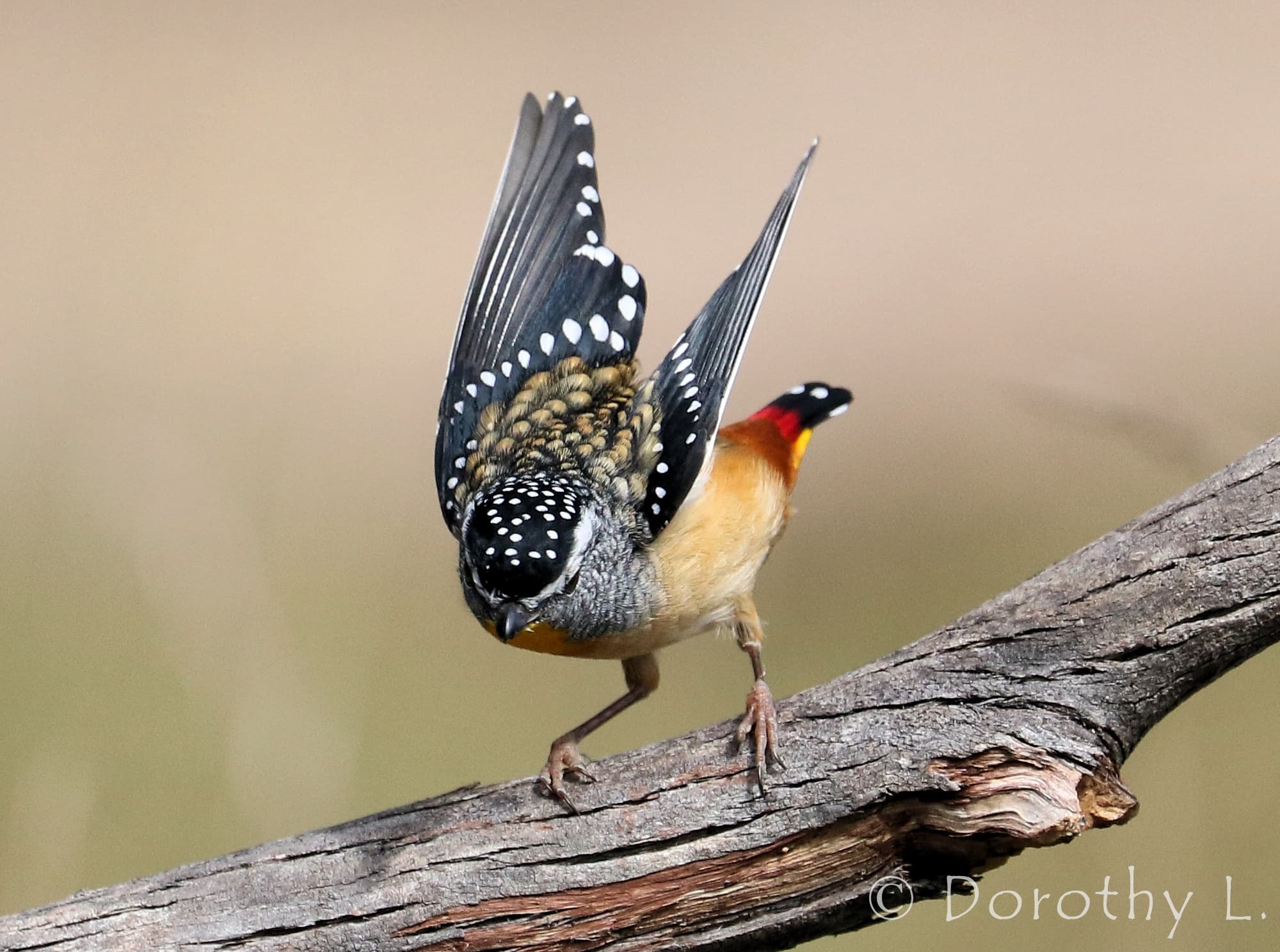 Spotted Pardalote – movement – Ausemade