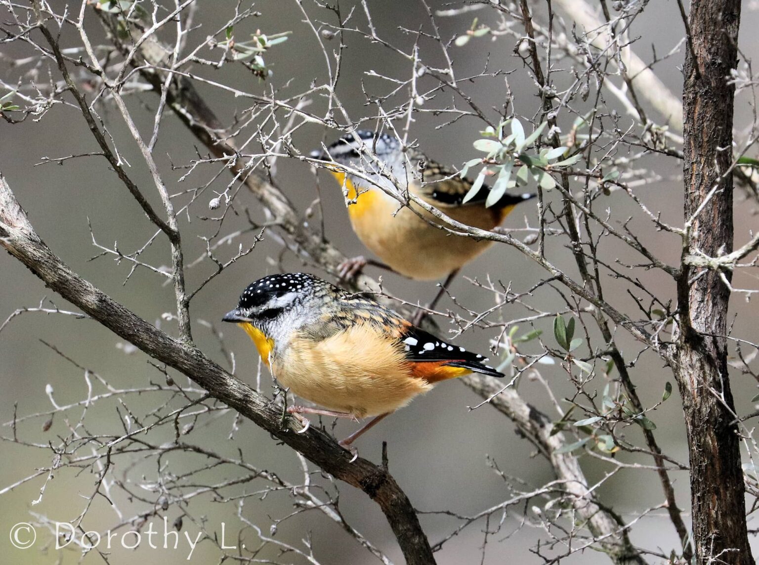 Spotted Pardalote – Ausemade