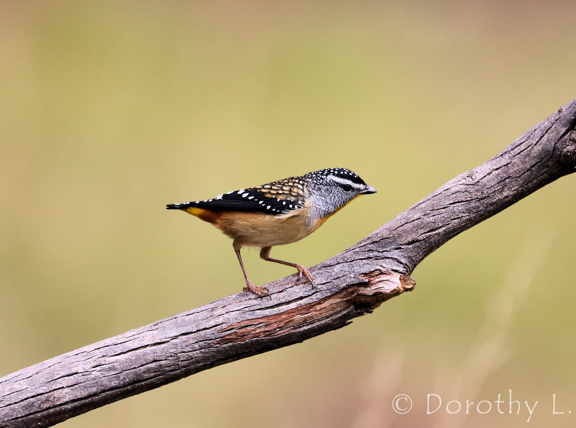Spotted Pardalote – movement – Ausemade