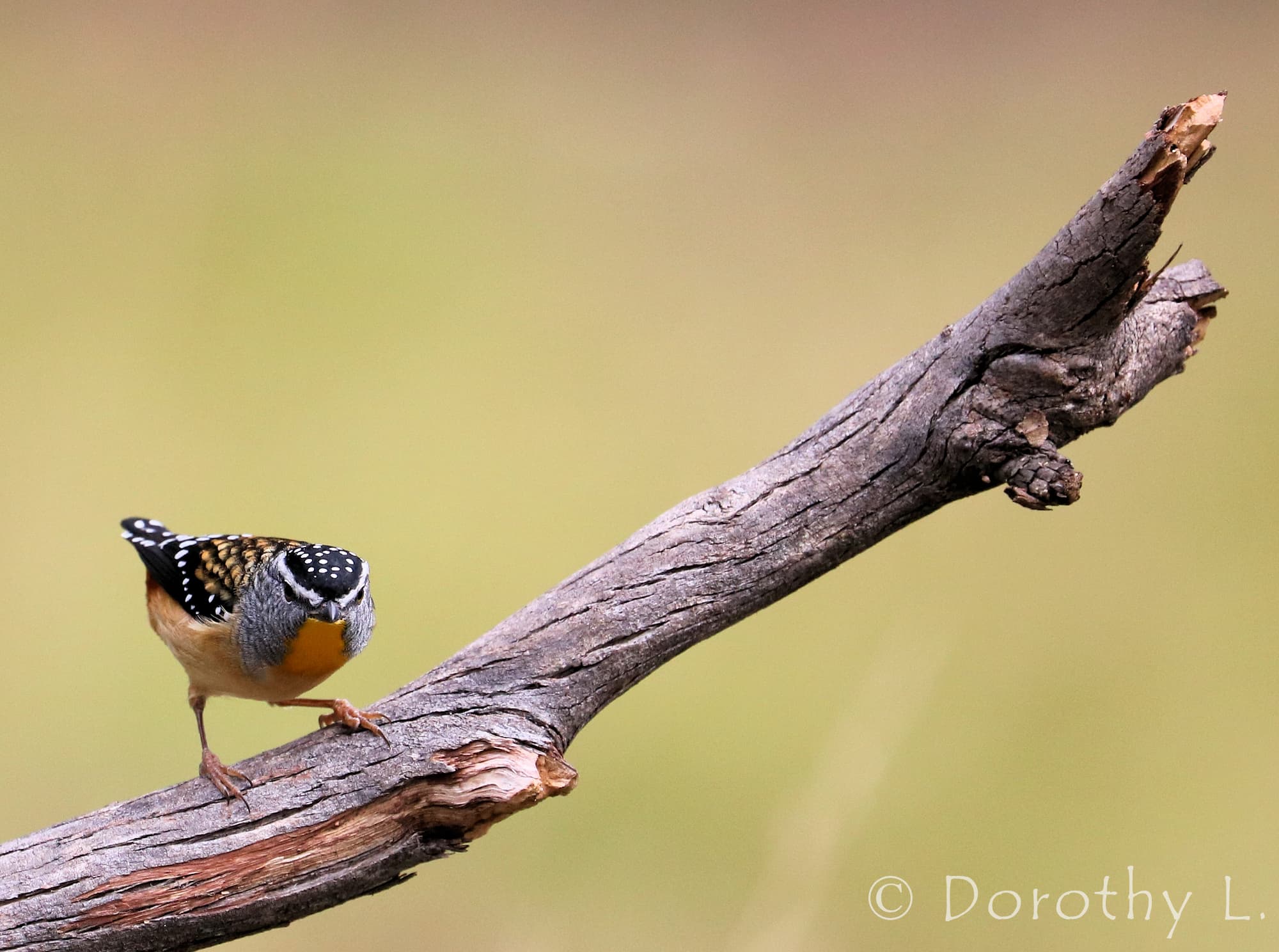 Spotted Pardalote – movement – Ausemade