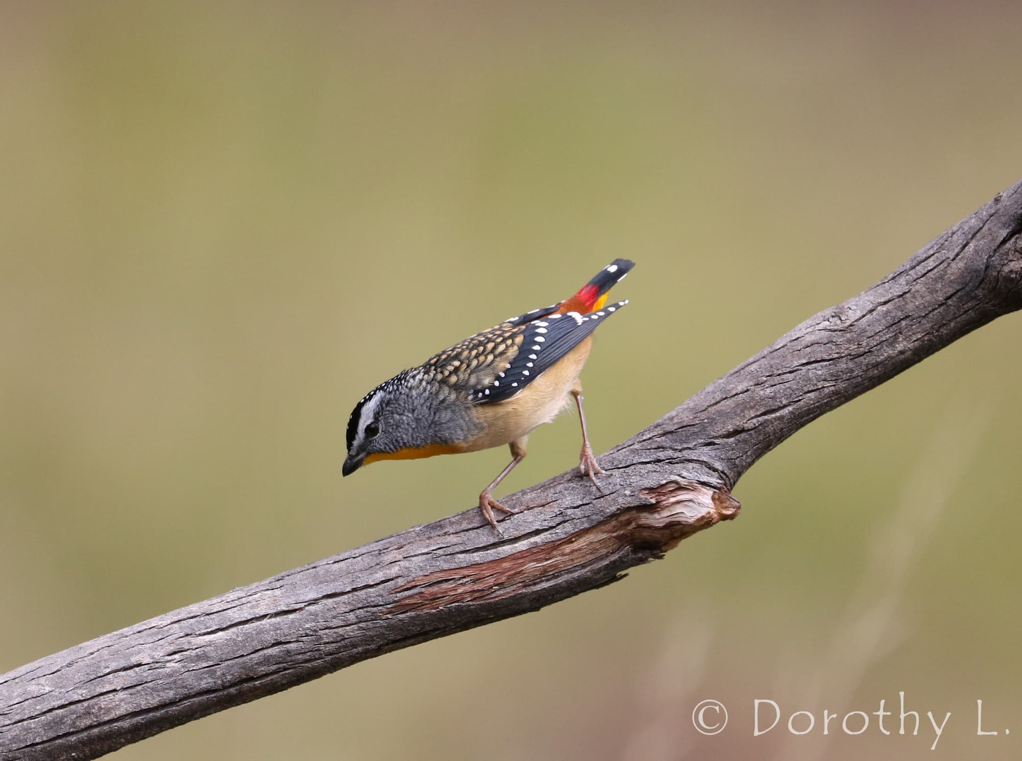 Spotted Pardalote – movement – Ausemade