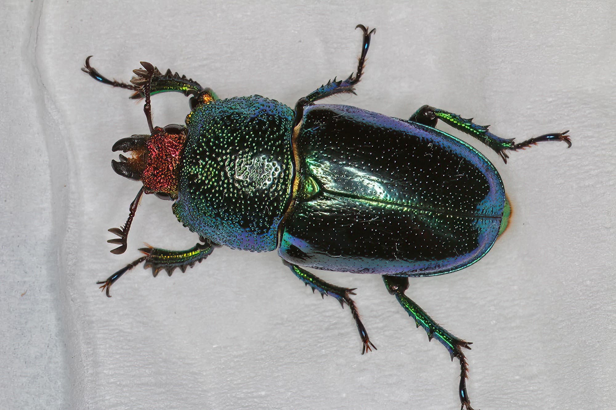 Golden Stag Beetle (Lamprima aurata) – Ausemade
