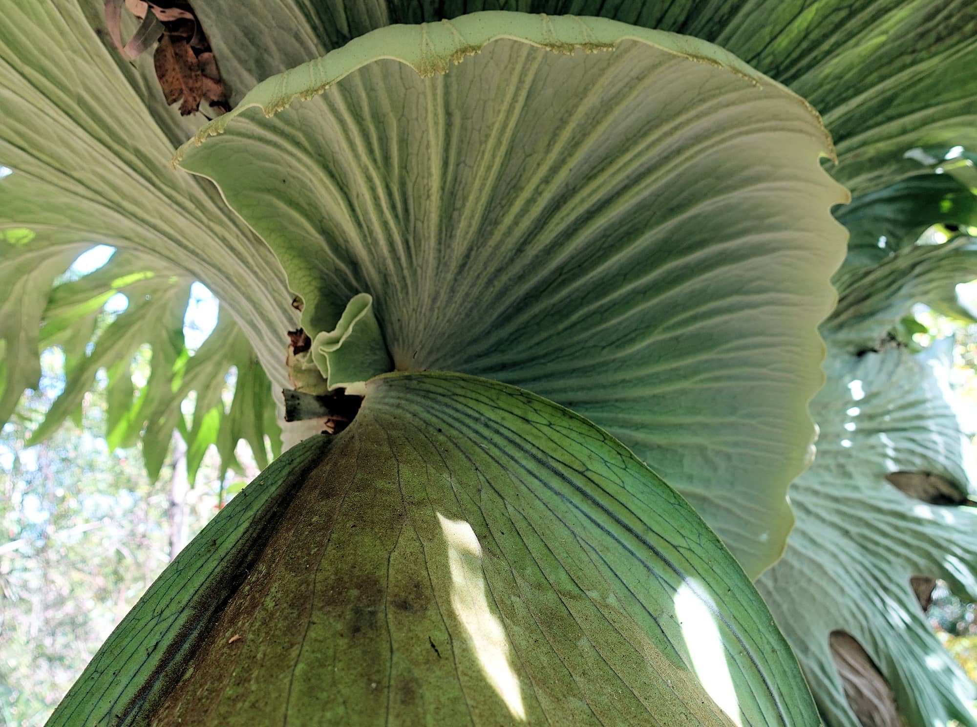 Staghorn – Ausemade