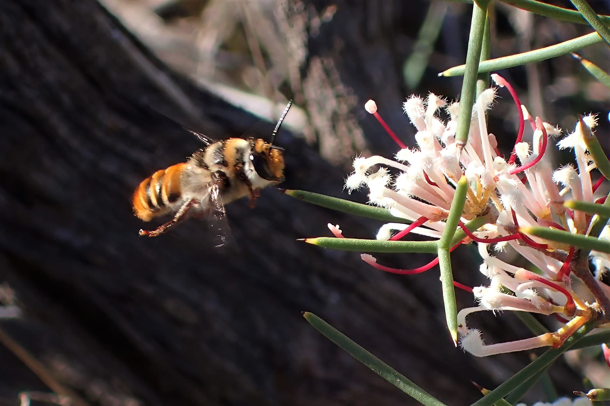 Stenotritidae – Ausemade