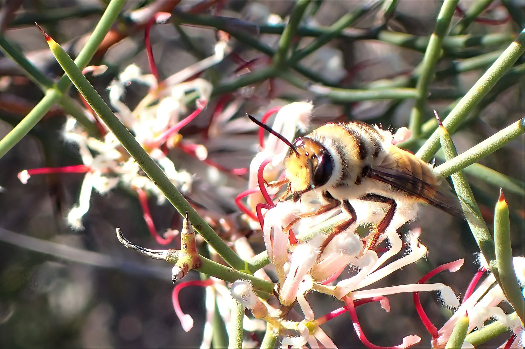 Stenotritidae – Ausemade
