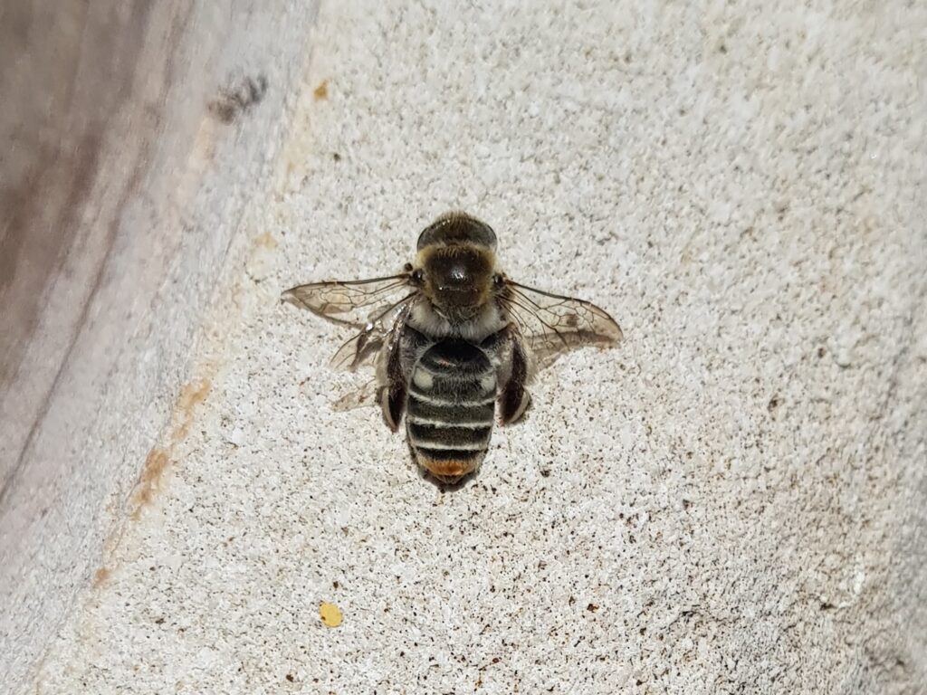 Stenotritus pubescens – Ausemade