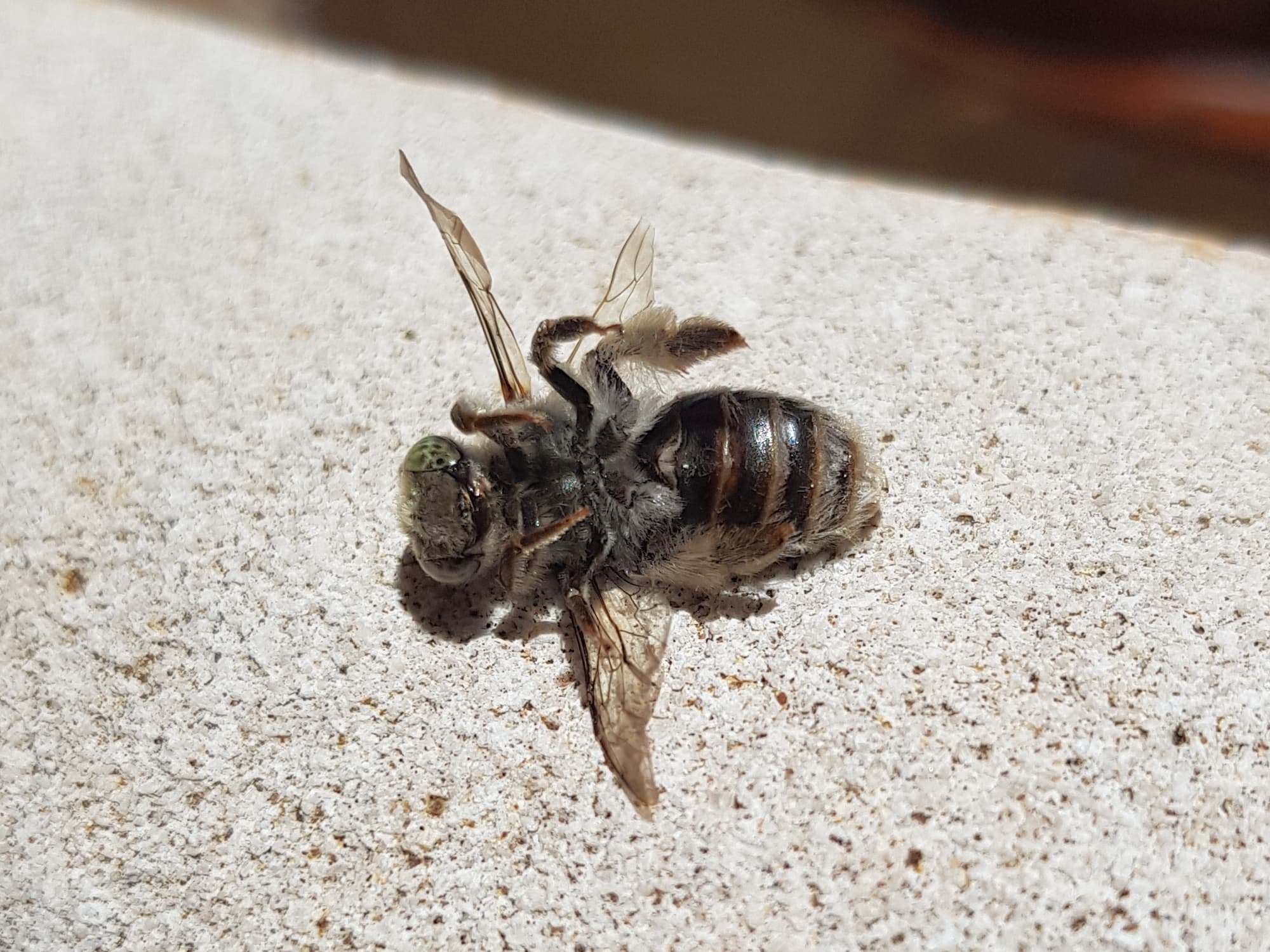 Stenotritus pubescens – Ausemade