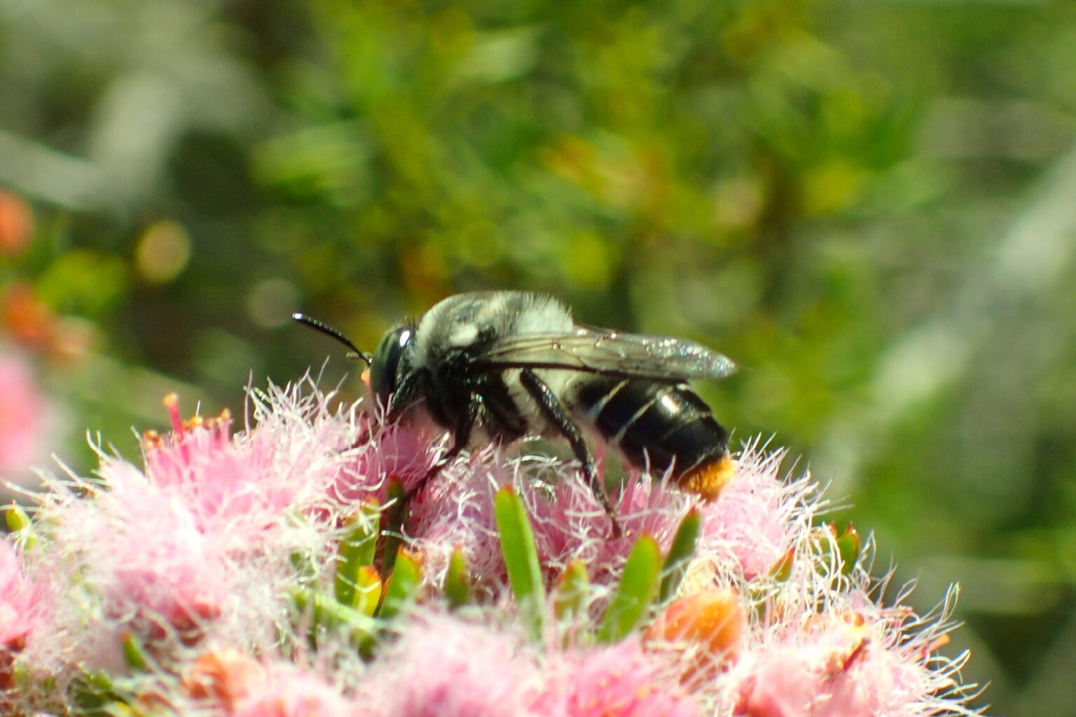 Firetail – Ausemade