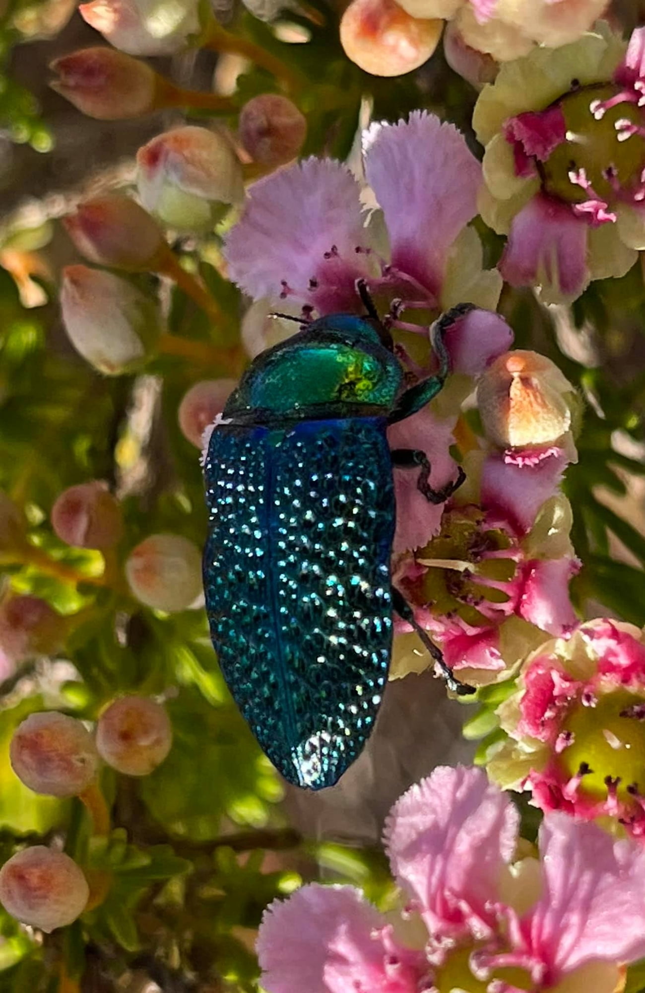 Stigmodera – Ausemade