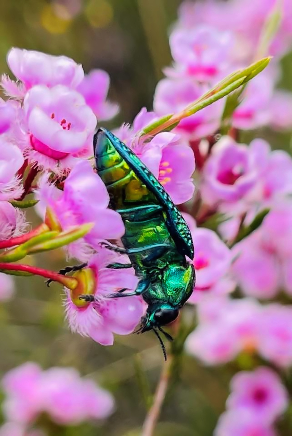 Stigmodera – Ausemade