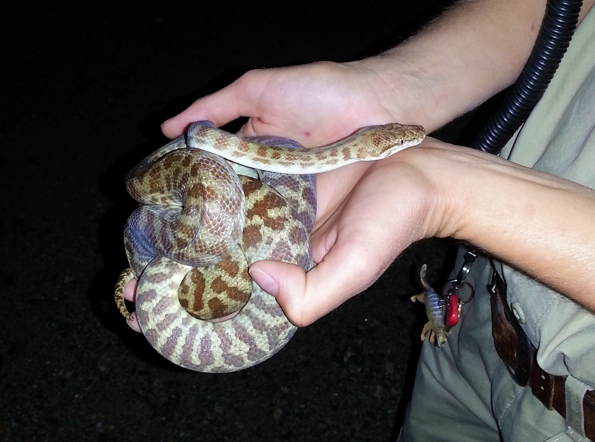 ASDP Reptiles – Ausemade