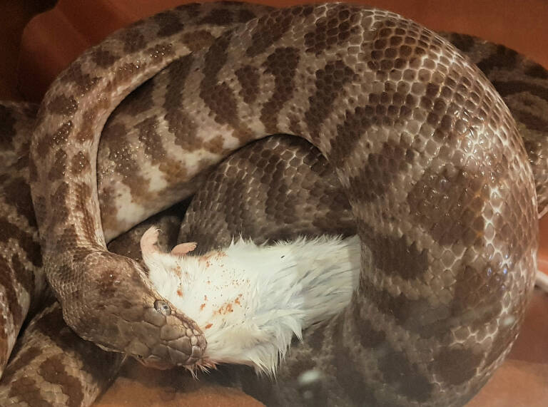 Stimson’s Python – Ausemade