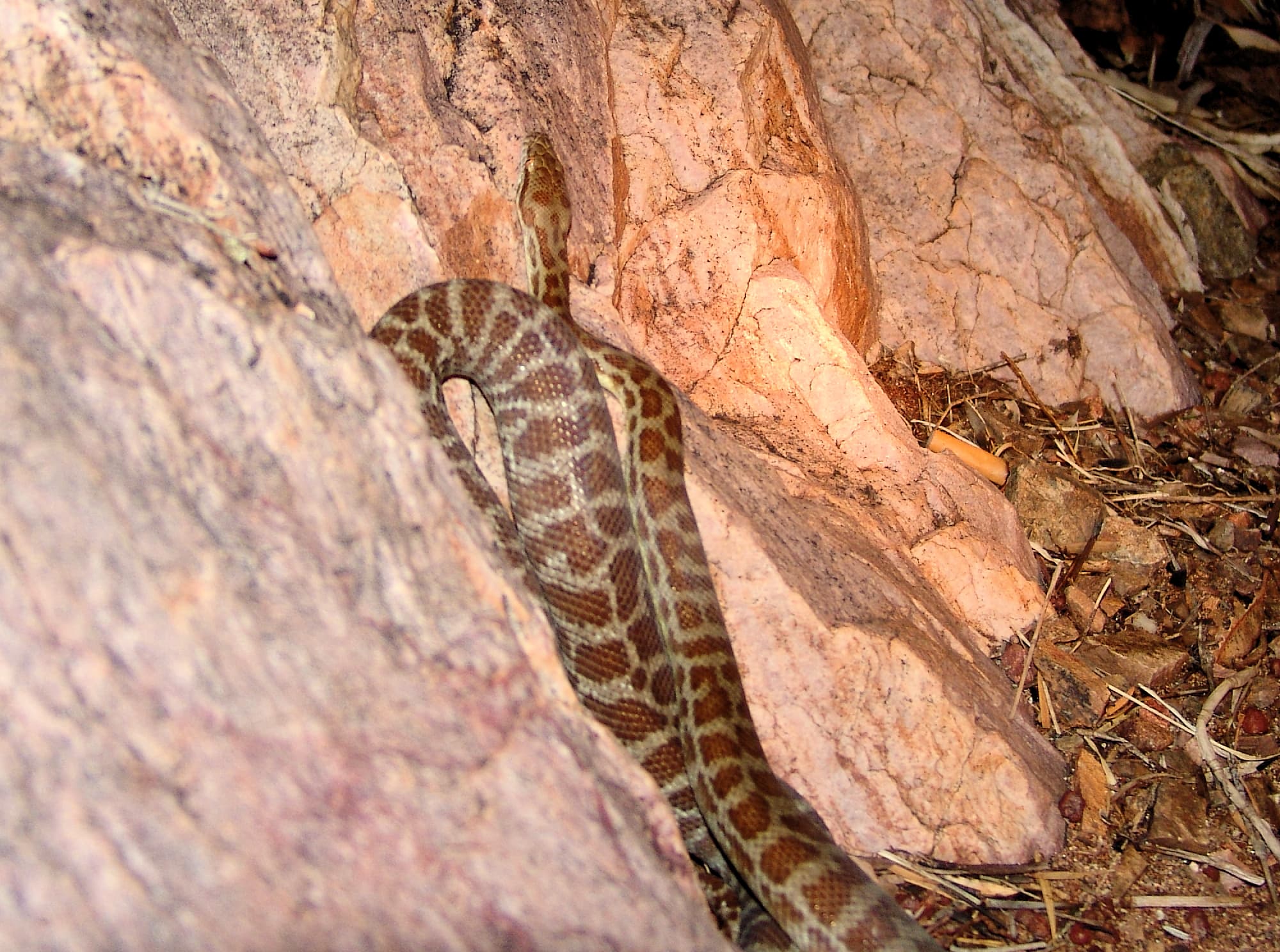 Stimson’s Python – Ausemade