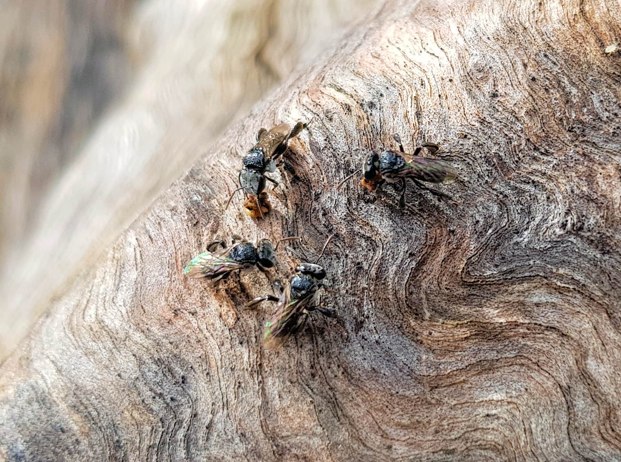 Tetragonula carbonaria – Ausemade