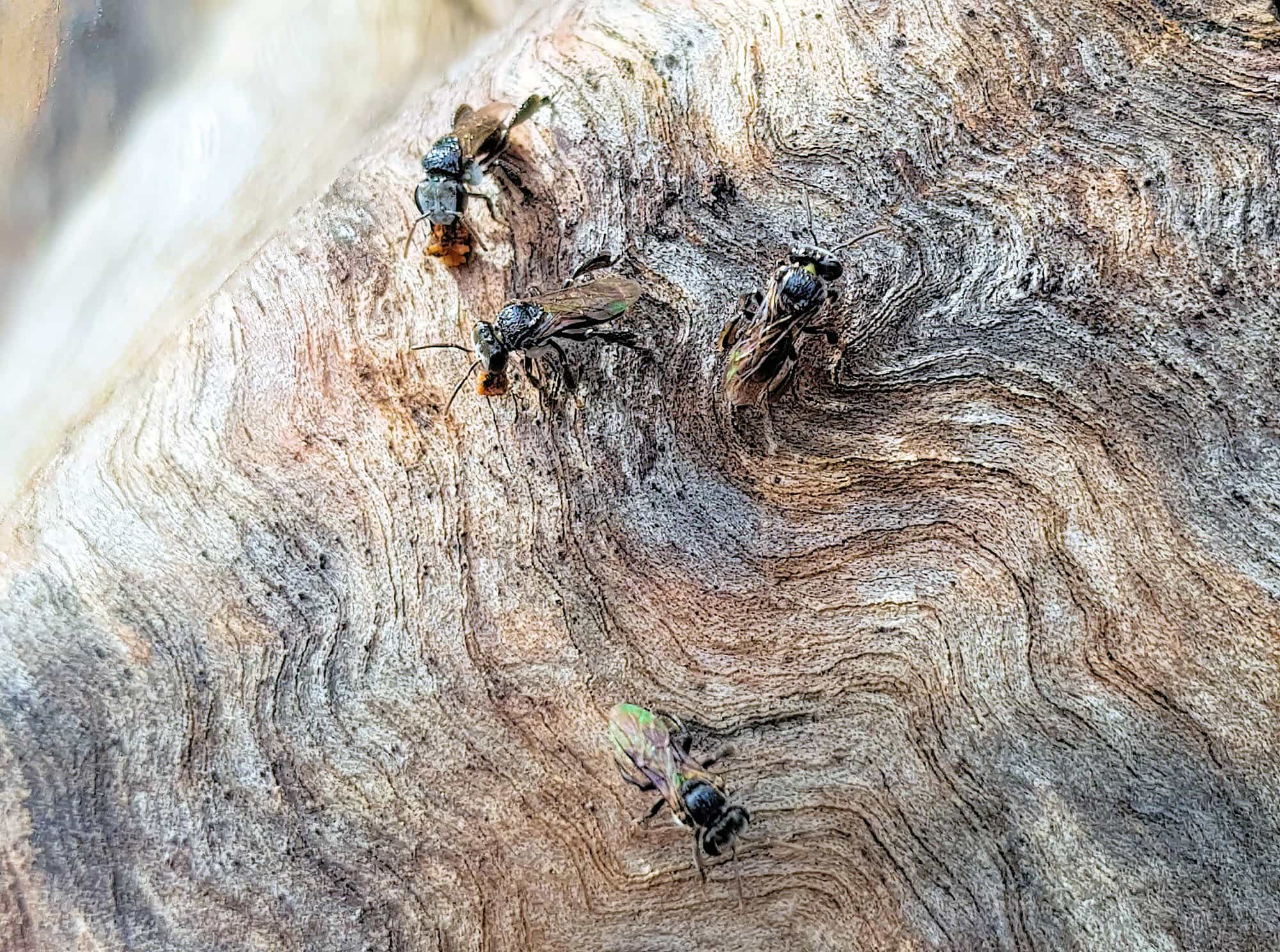 Tetragonula carbonaria – Ausemade