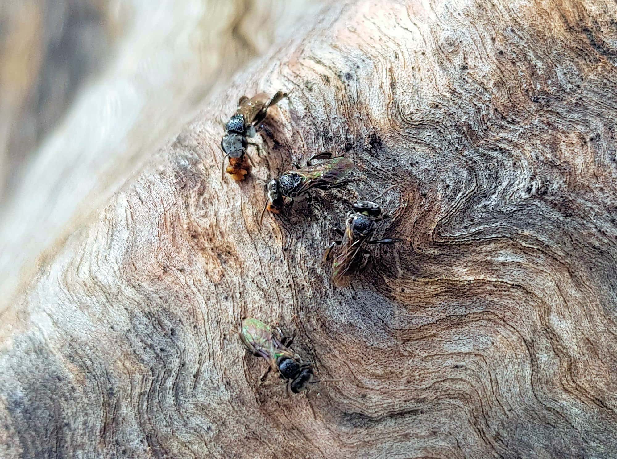 Tetragonula carbonaria – Ausemade