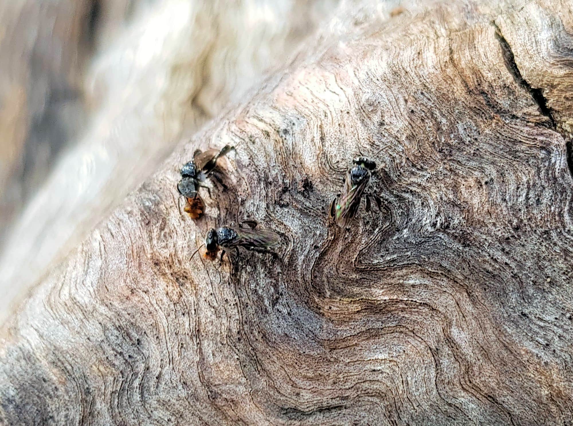 Tetragonula carbonaria – Ausemade
