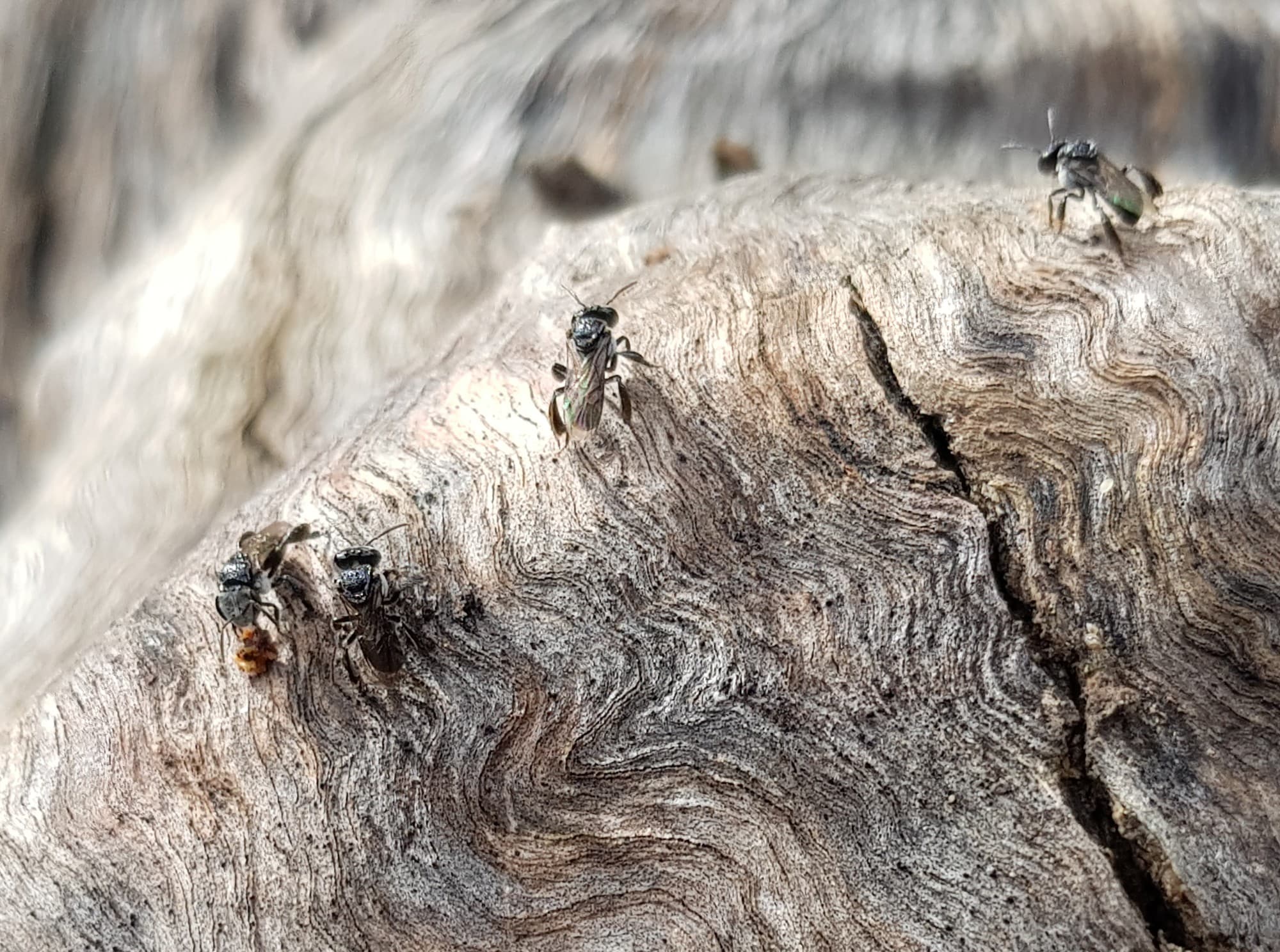 Tetragonula carbonaria – Ausemade