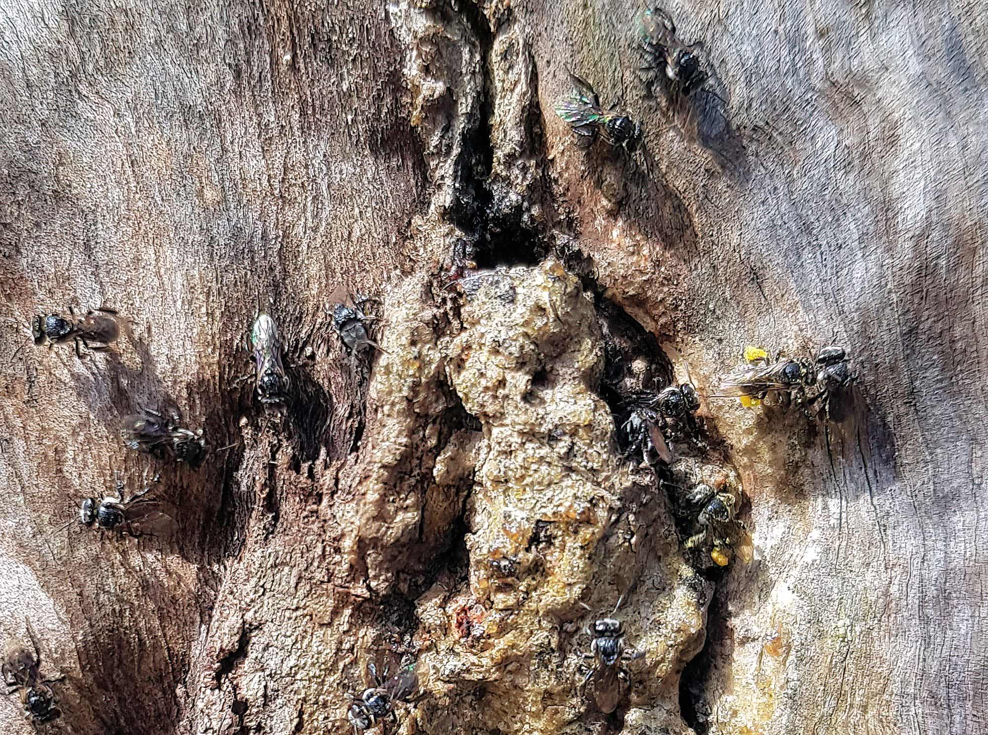 Stingless Bee Tetragonula sp – Ausemade