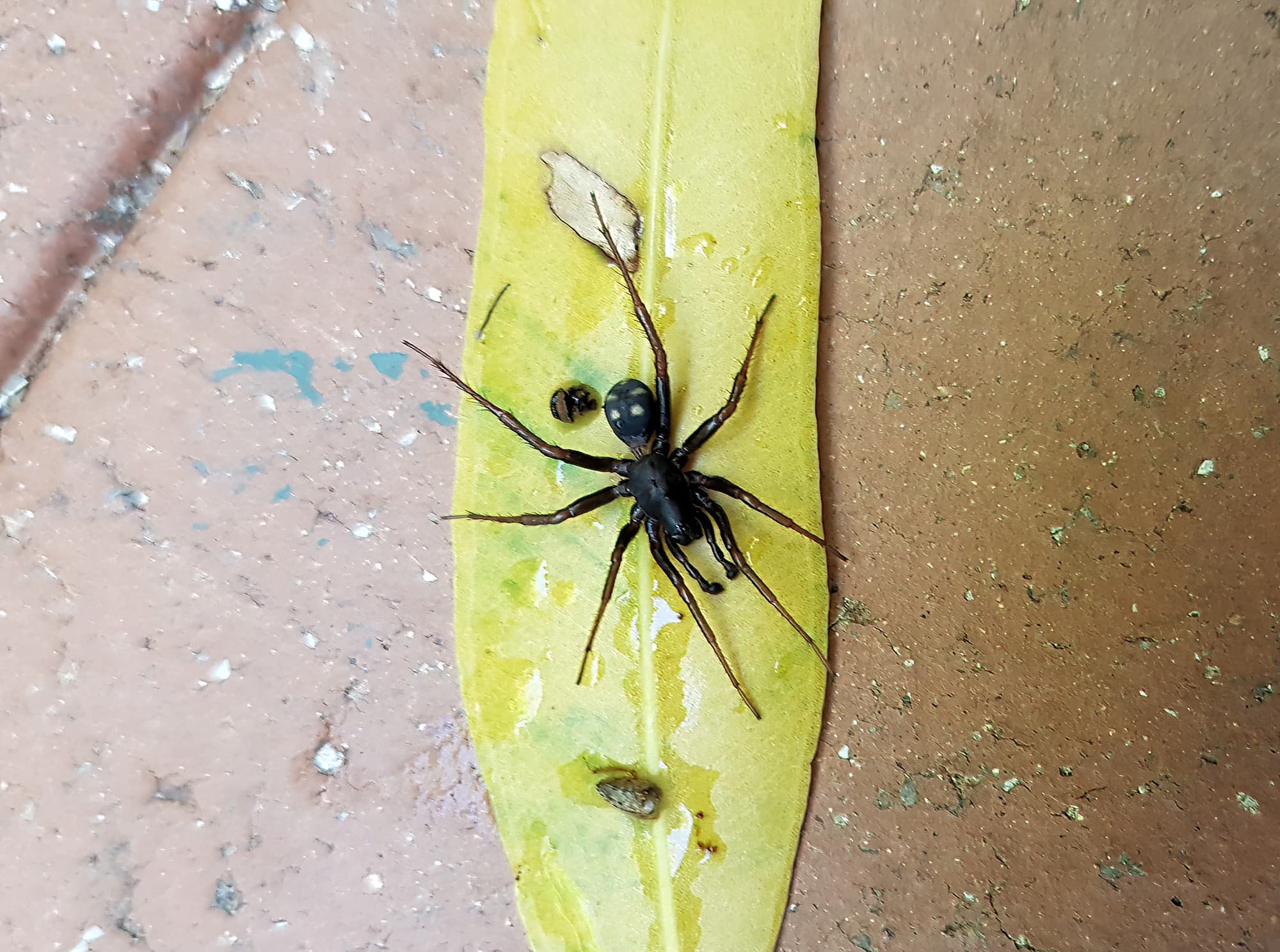 Storena sp (Ant Spider) – Ausemade