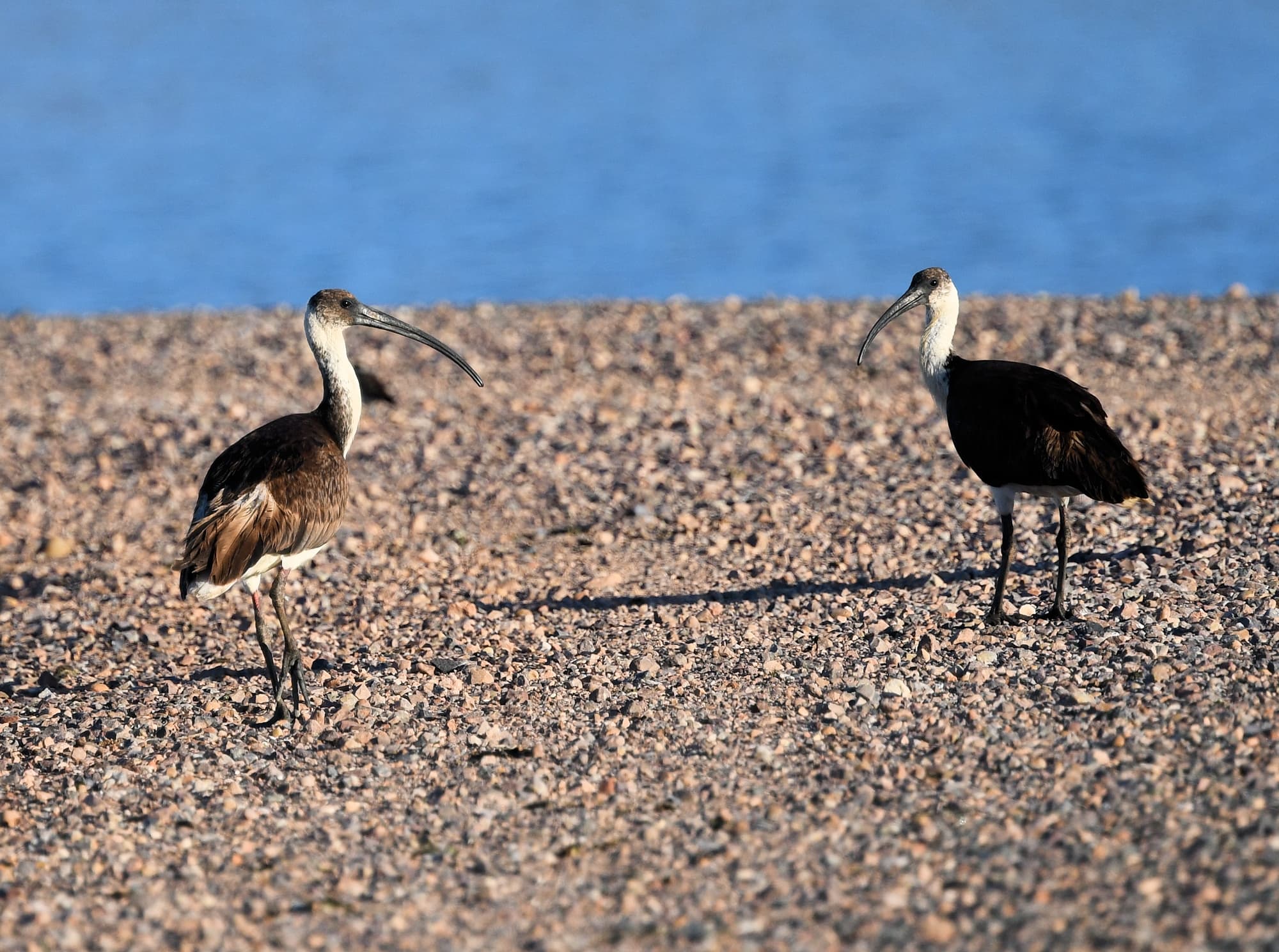 Straw-necked Ibis at the Ponds – Ausemade