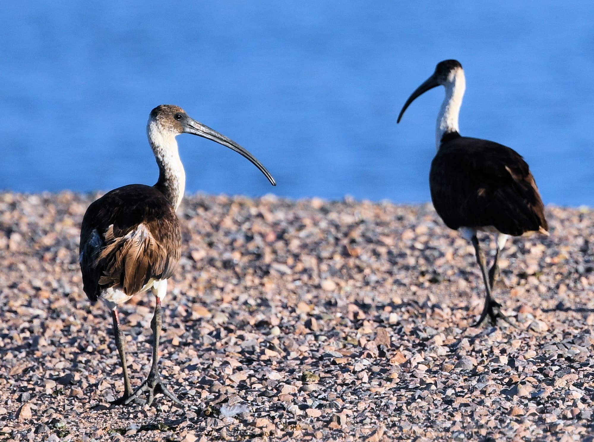 Straw-necked Ibis at the Ponds – Ausemade