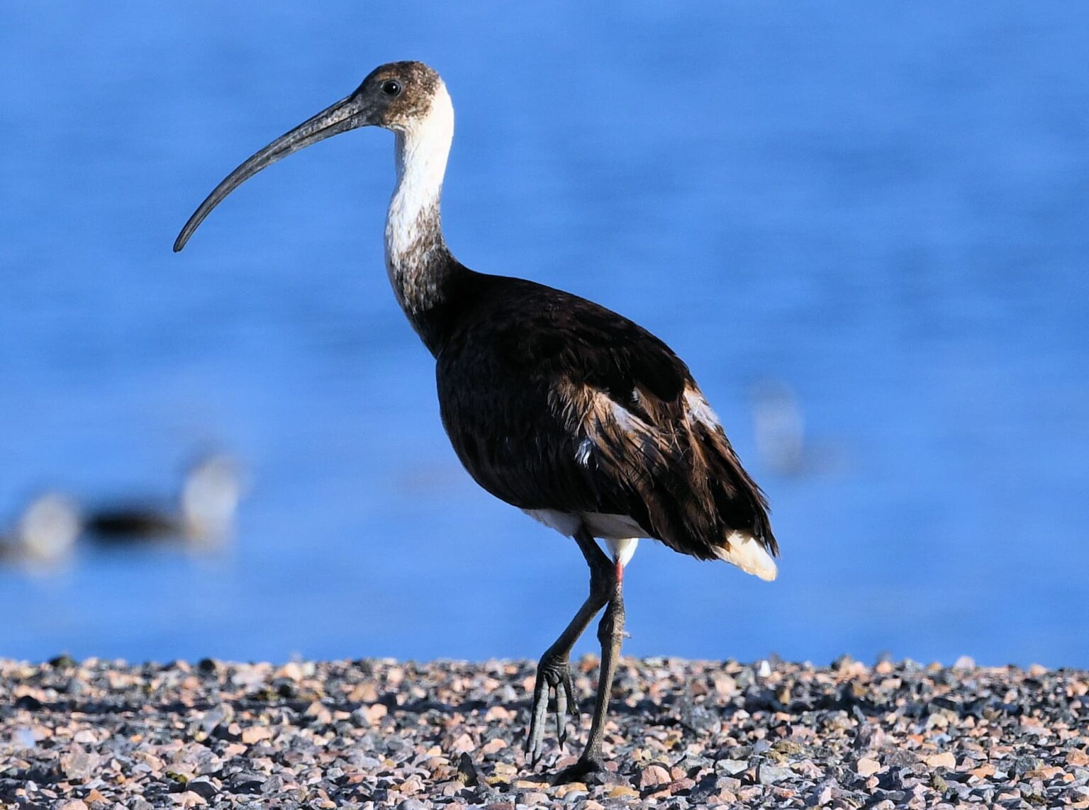 Straw-necked Ibis at the Ponds – Ausemade